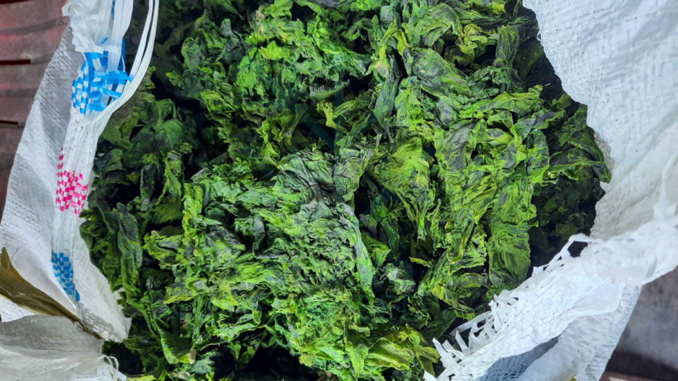 The Versatile Green Ulva Lactuca Seaweed | MACRO SEAWEED