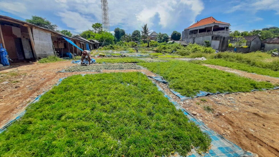 The Versatile Green Ulva Lactuca Seaweed | MACRO SEAWEED