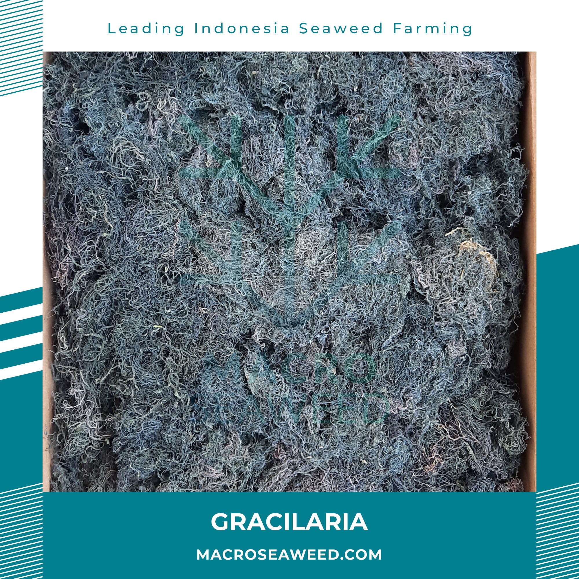 Best Gracilaria Seaweed Supplier Indonesia | MACRO SEAWEED
