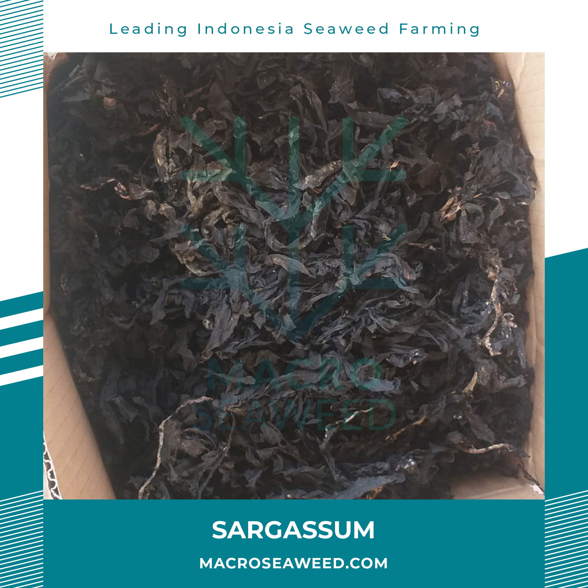 Best Sargassum Seaweed Supplier Indonesia | MACRO SEAWEED