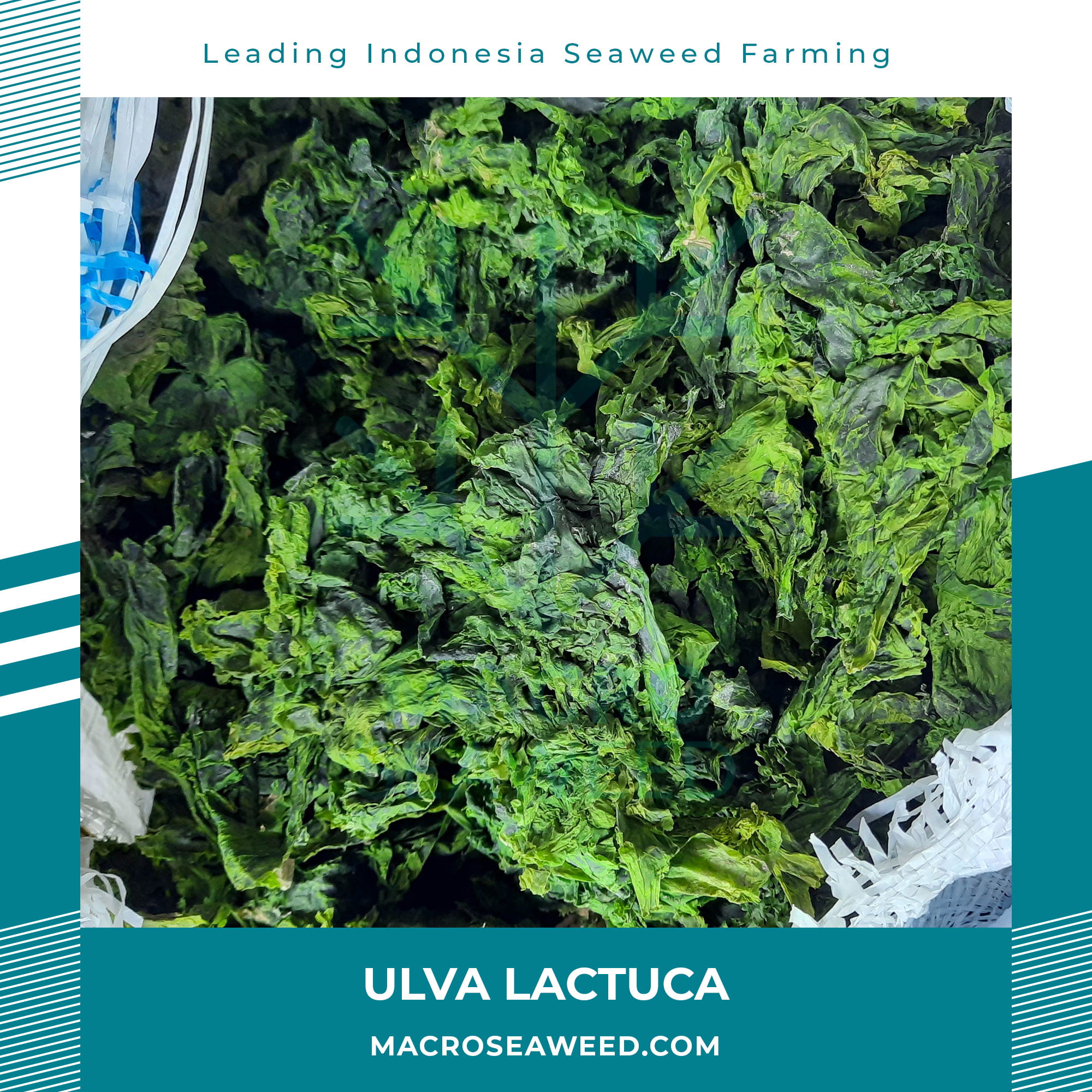 Best Ulva Seaweed Indonesia | MACRO SEAWEED