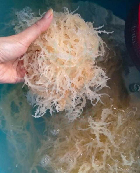 Exploring the Wonders of Eucheuma Spinosum Seaweed | MACRO SEAWEED