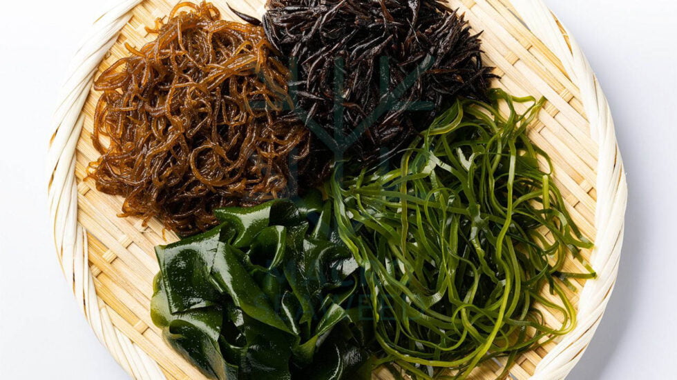 Discover the Widely Traded Types of Seaweed in the World | MACRO SEAWEED